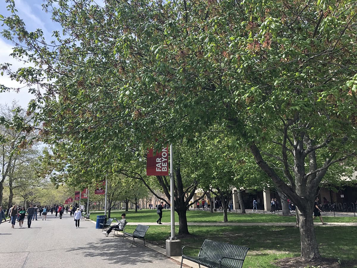 Stony Brook University – IECA